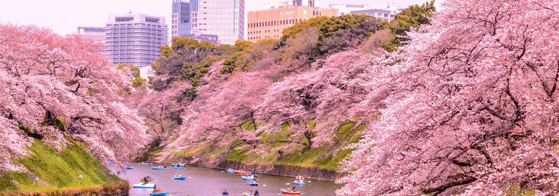 Spécial Sakura ou Momiji